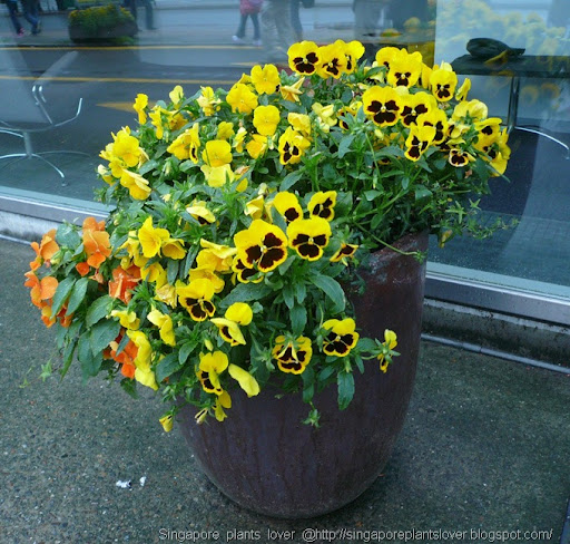 Singapore Plants Lover: Yellow Pansy Flowers
